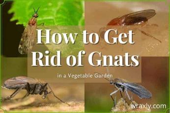 Our Gnat Identification Chart For 2023 Trappify, 45% OFF