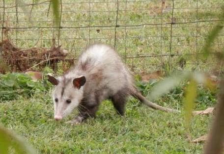How to Get Rid of Possums in Your Yard - Wraxly