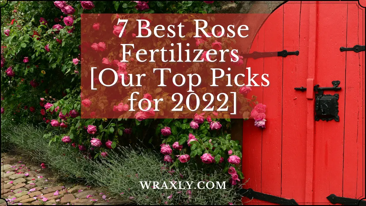 7 Best Rose Fertilizers (Our Top Picks for 2024) - Wraxly