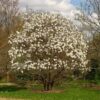 How to Grow and Care for a Dwarf Magnolia Tree (Updated) - Wraxly