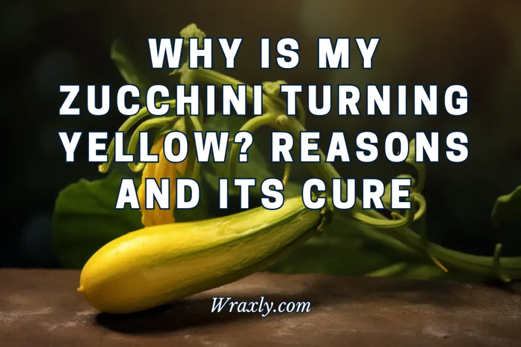 Why Is My Zucchini Turning Yellow? Reasons and Its Cure - Wraxly